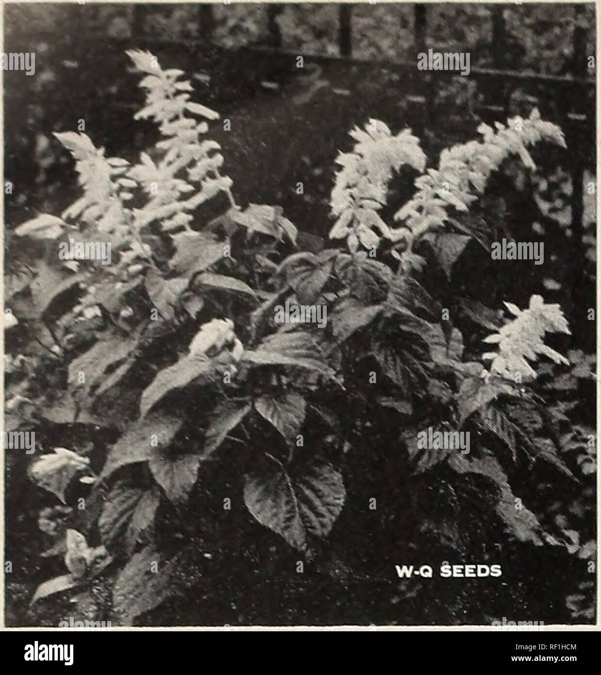 . [Catalog] : spring 1968. Nurseries (Horticulture), North Carolina ...