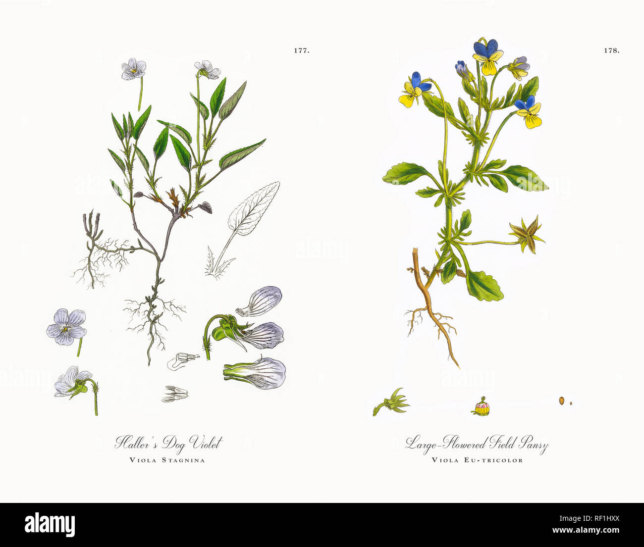 Antique Hand-Colored English Victorian Botanical Illustration, Circa ...