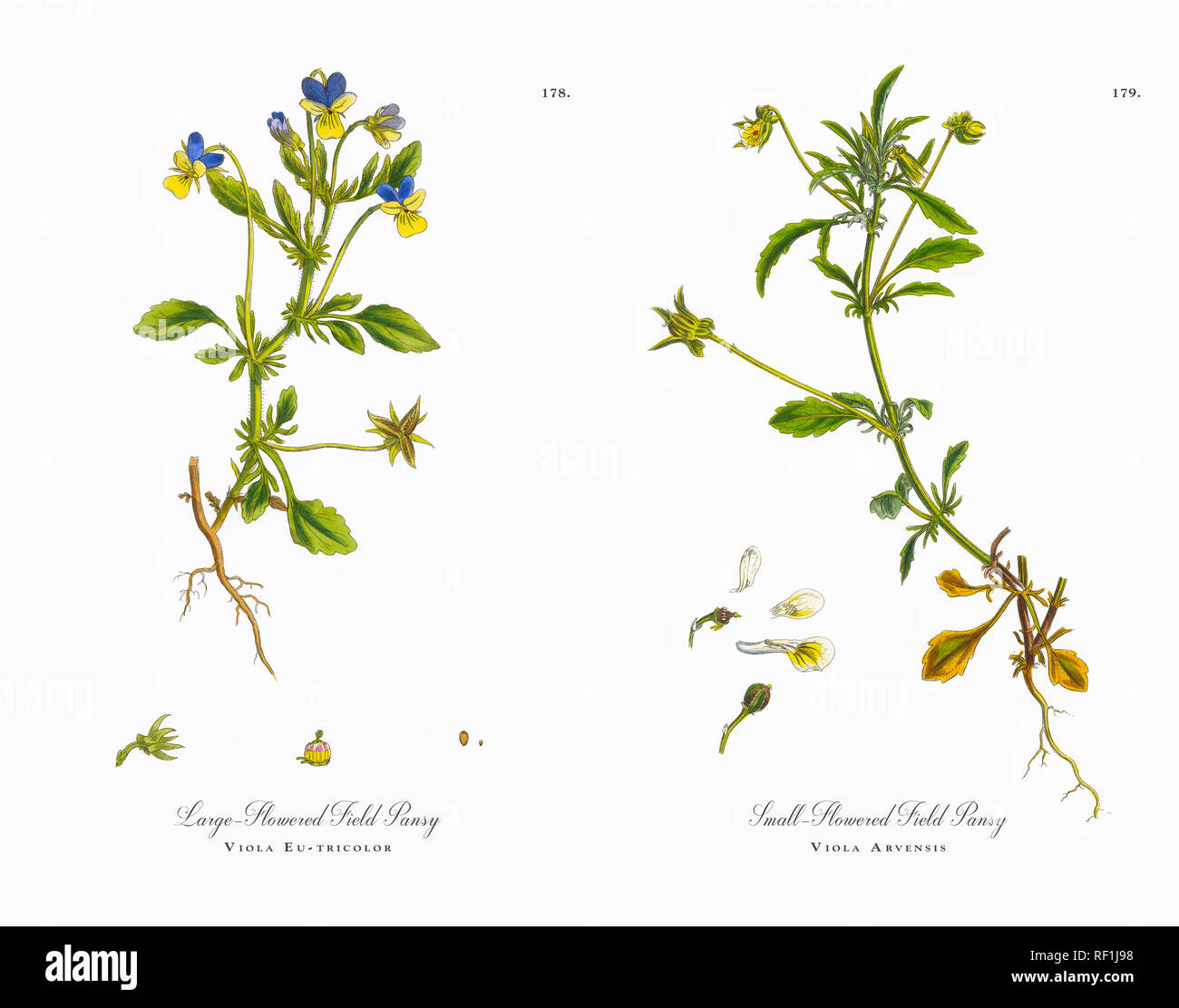 Antique Hand-Colored English Victorian Botanical Illustration, Circa ...