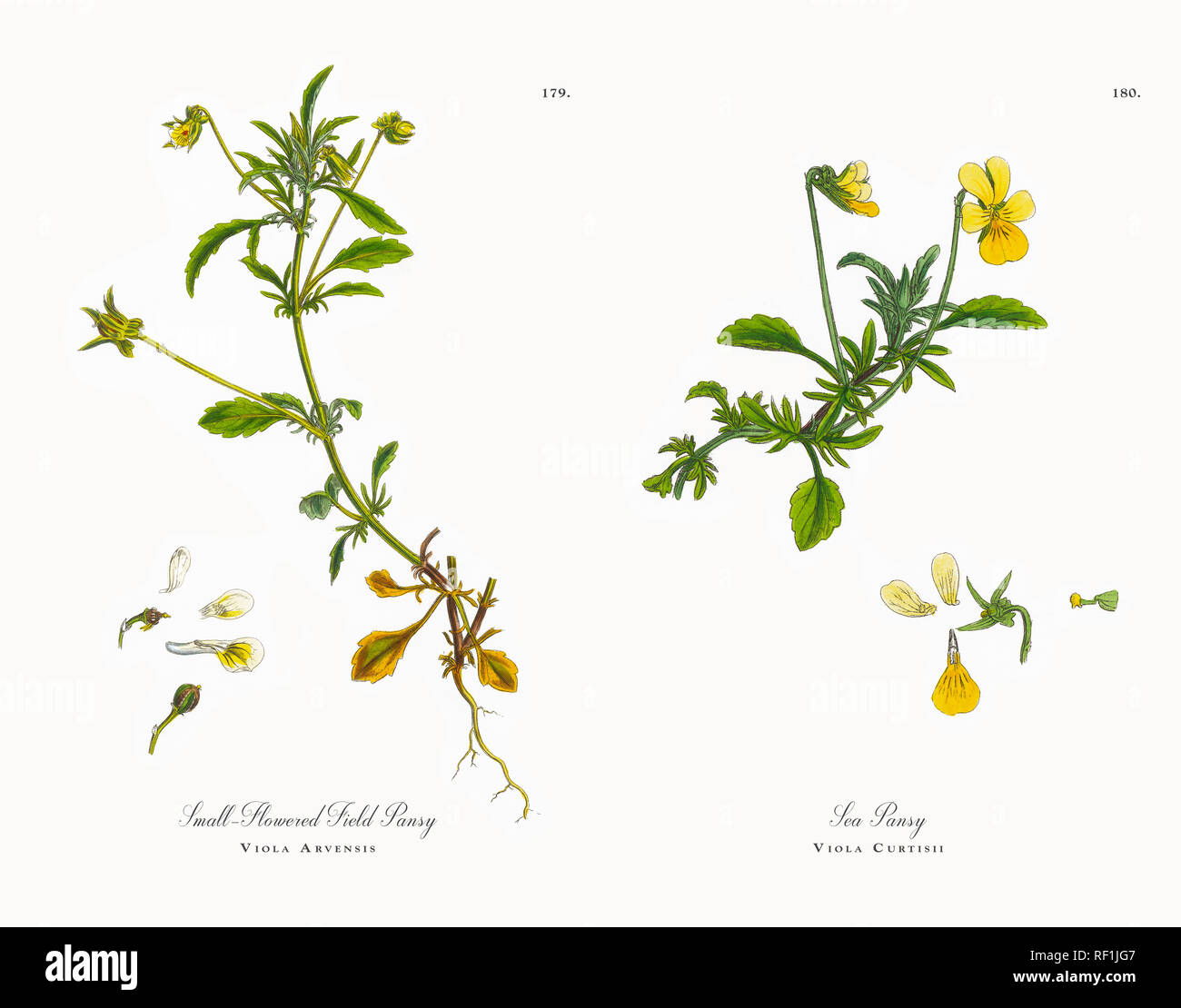 Antique Hand-Colored English Victorian Botanical Illustration, Circa ...