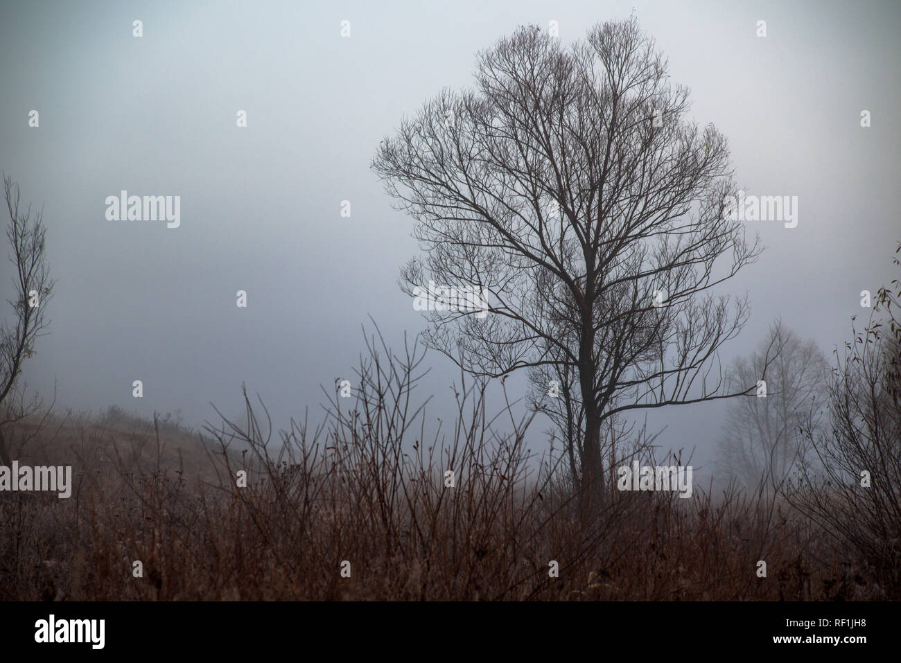 Mystic autumn tree in the morning fog Stock Photo - Alamy