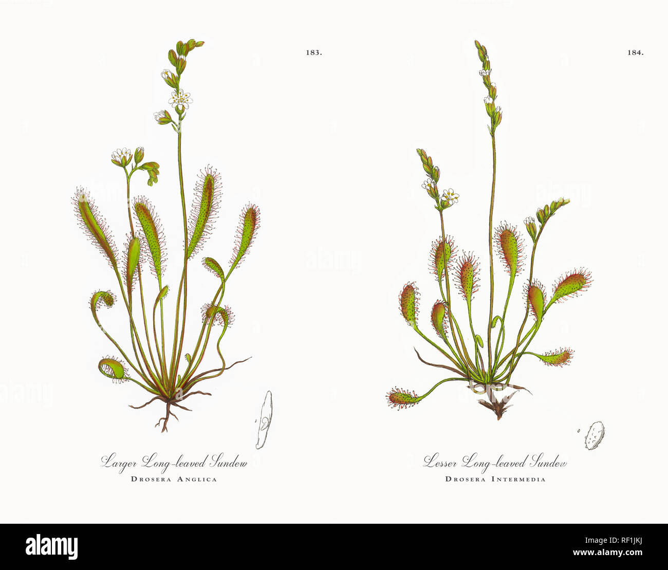 Antique Hand-Colored English Victorian Botanical Illustration, Circa ...