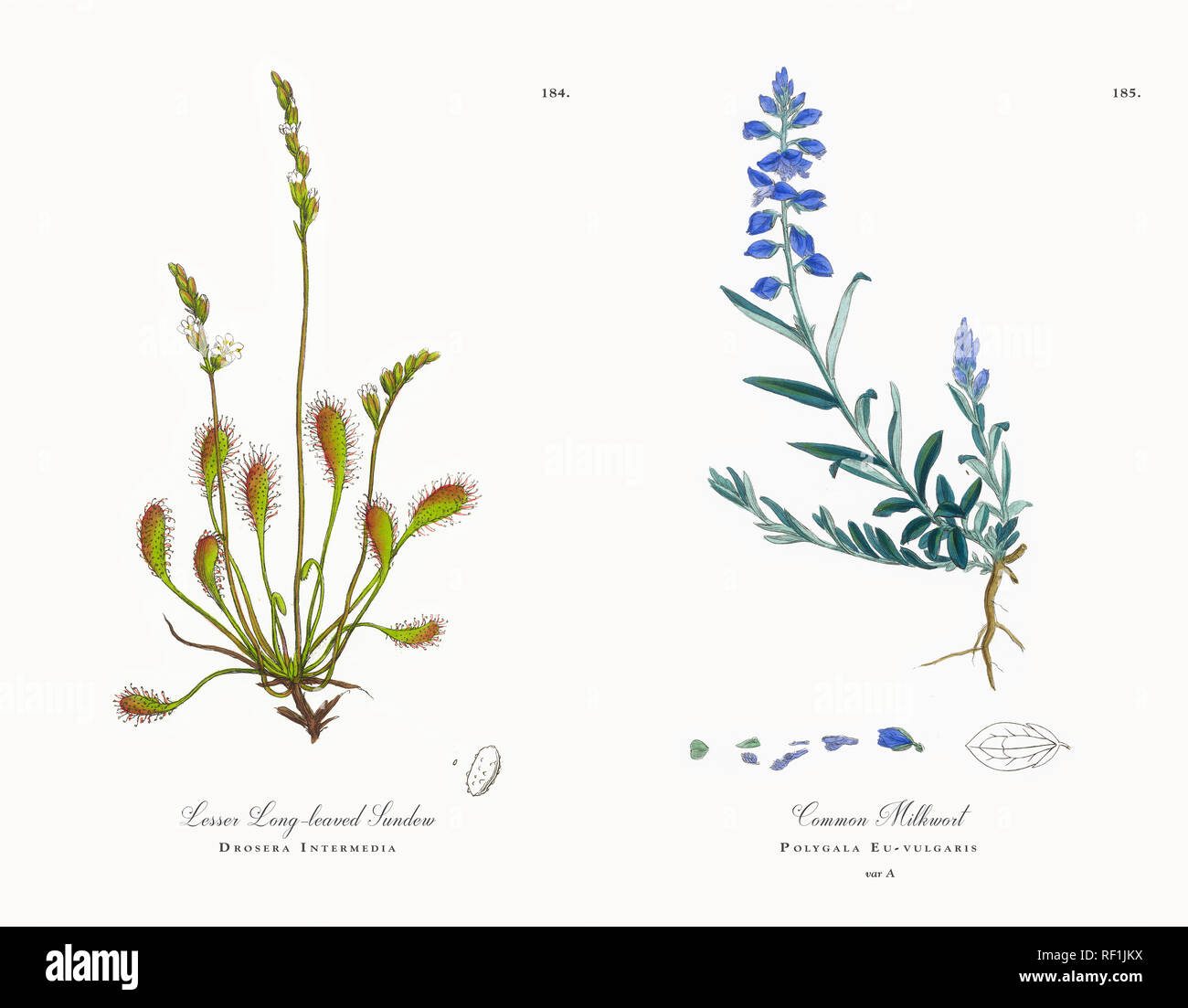 Antique Hand-Colored English Victorian Botanical Illustration, Circa ...
