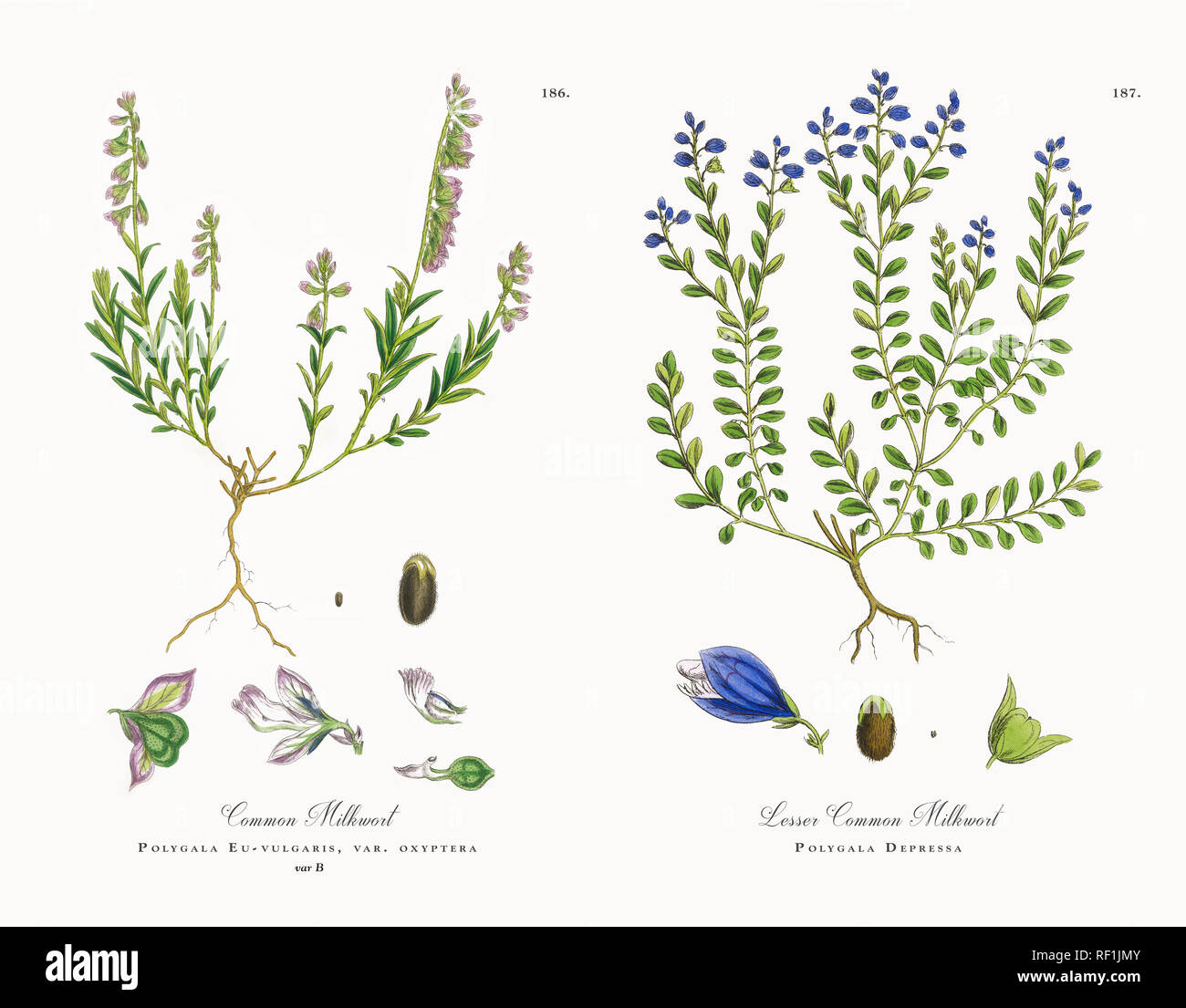 Antique Hand-Colored English Victorian Botanical Illustration, Circa ...