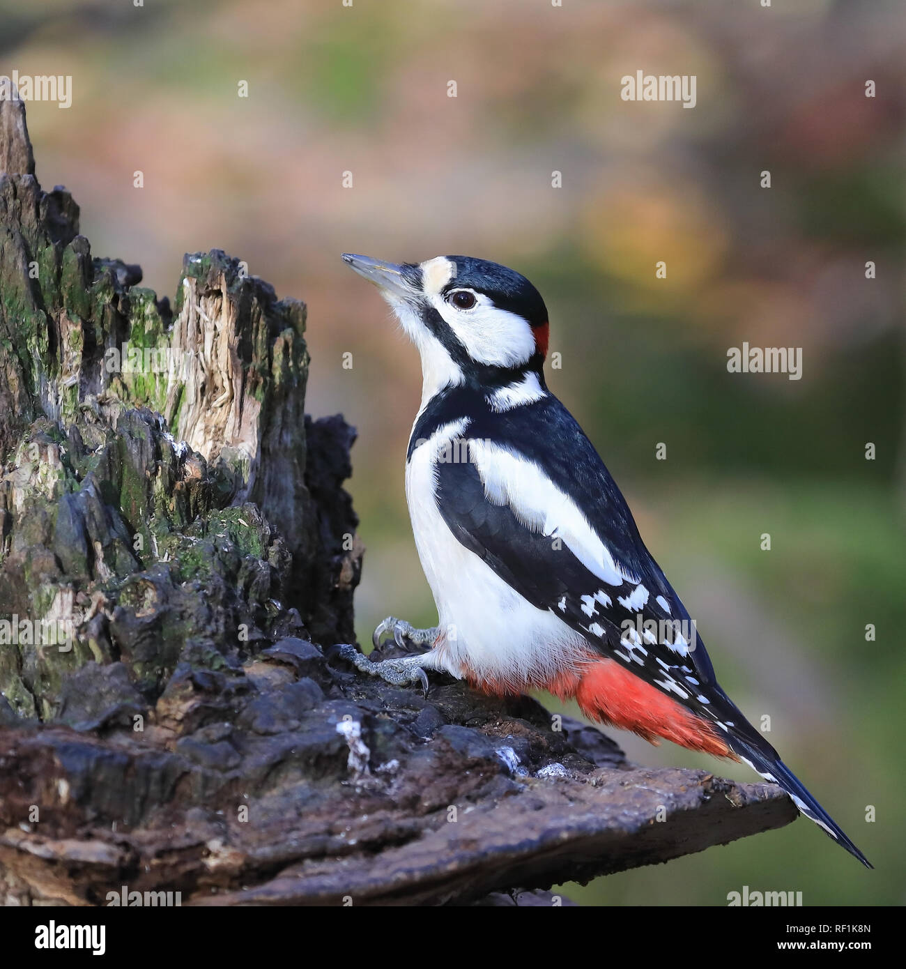 great spotted woodpecker Stock Photo - Alamy