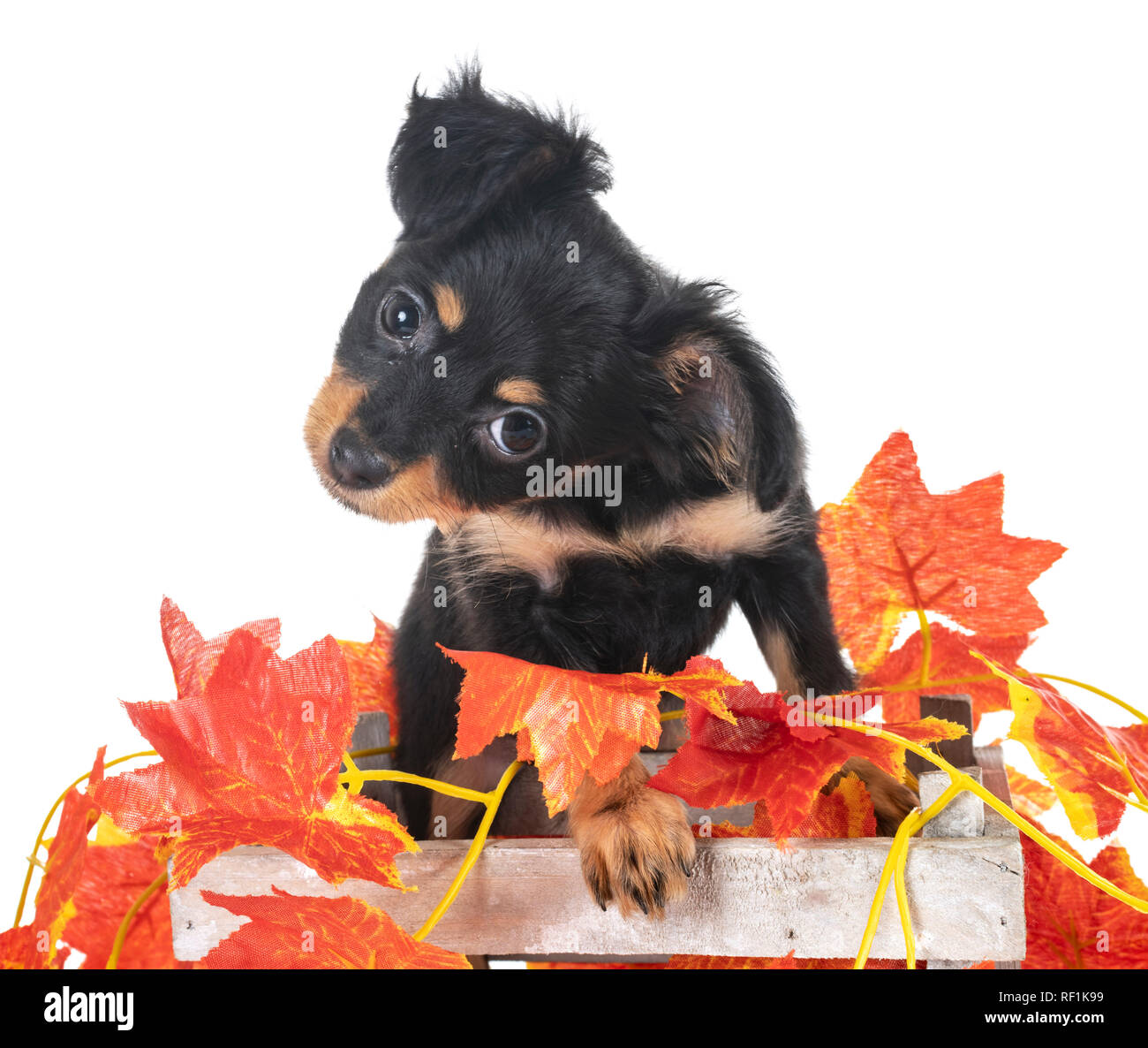 puppy Russkiy Toy in front of white background Stock Photo - Alamy