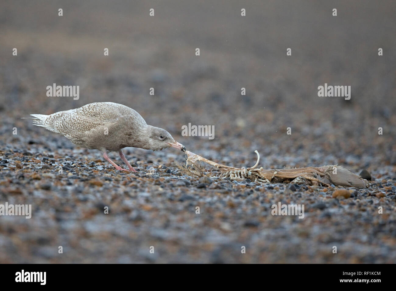 Ppick hi-res stock photography and images - Alamy