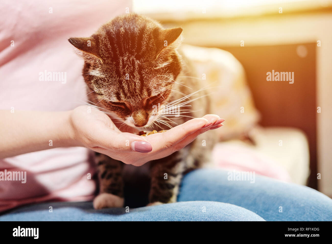 Grey cat eats from hand hi-res stock photography and images - Alamy