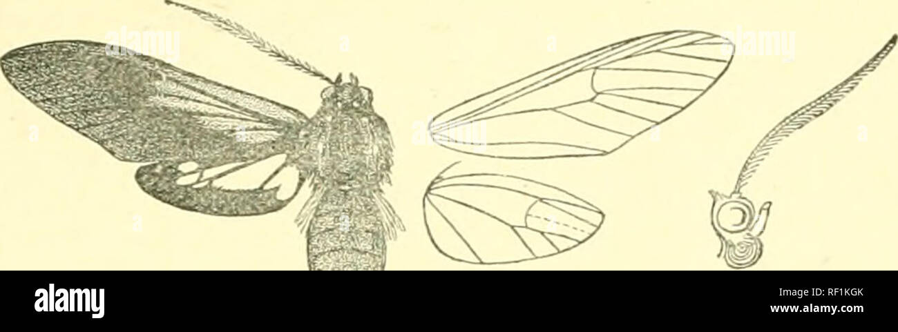 Wing tips with white spots hi-res stock photography and images - Alamy