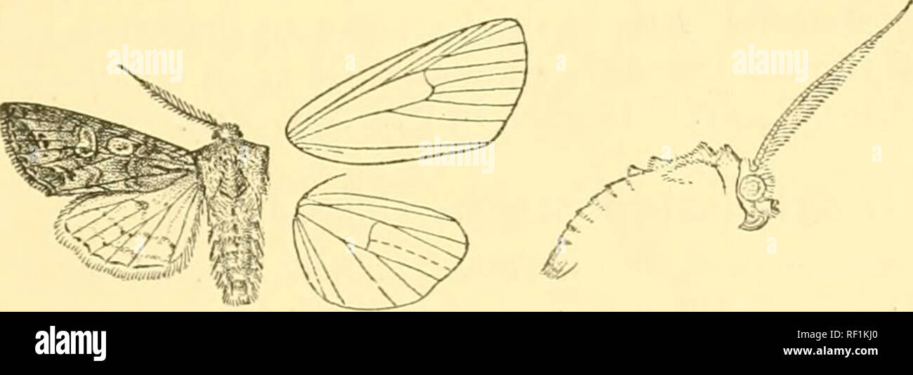 . Catalogue of the Lepidoptera Phalænæ in the British museum. Moths ...