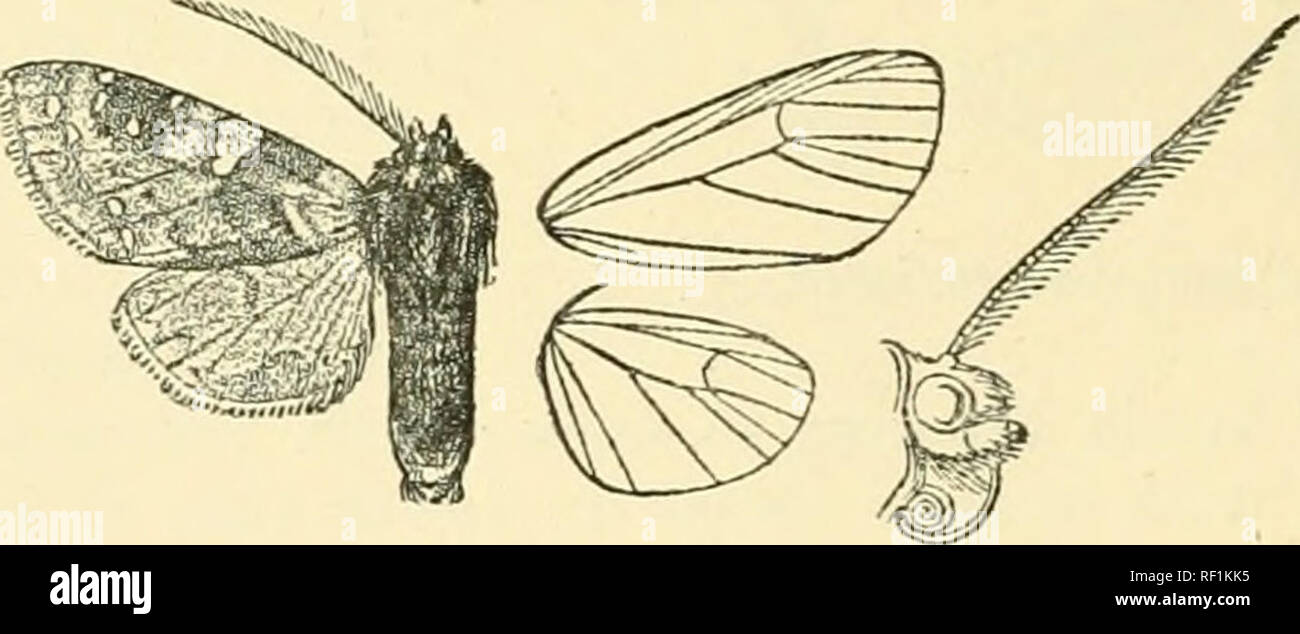 Bipectinate Antennae High Resolution Stock Photography and Images - Alamy