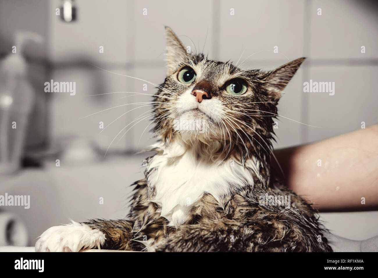 wet cat after washing in bathroom Stock Photo - Alamy