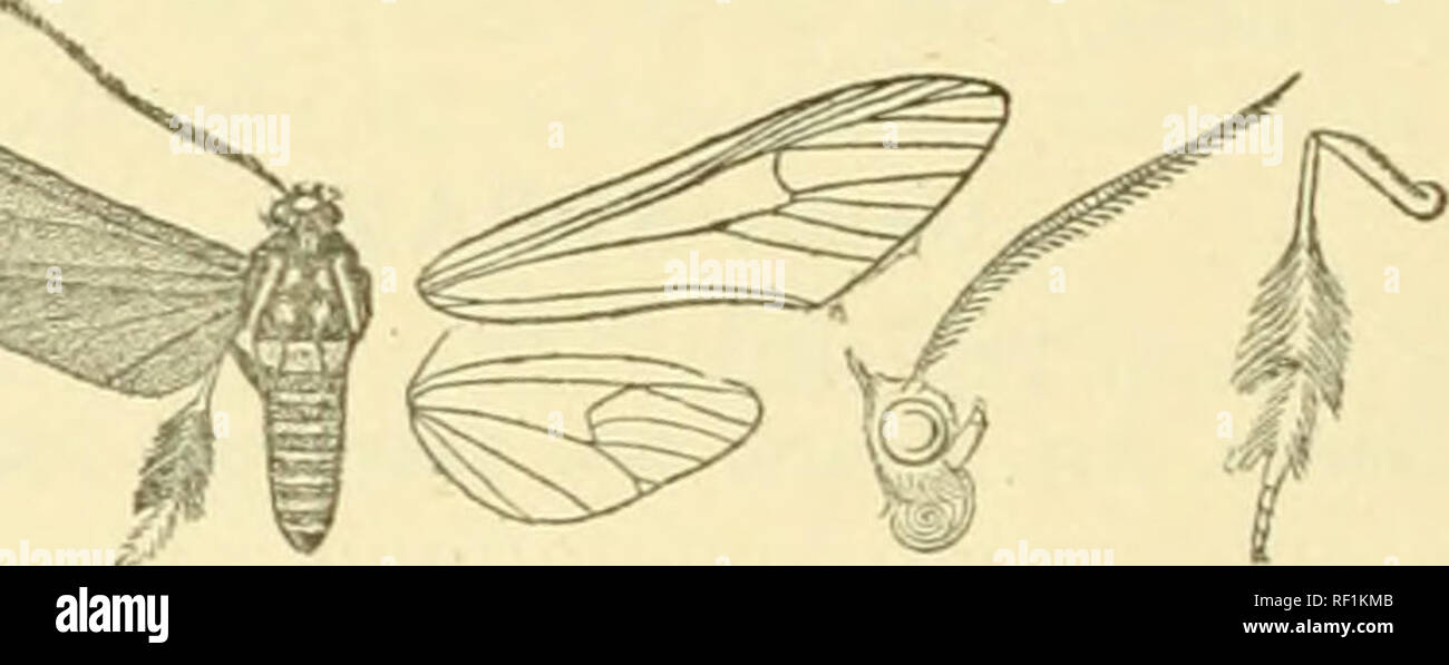 . Catalogue of Lepidoptera Phalaenae in the British Museum. Moths. 418 ...