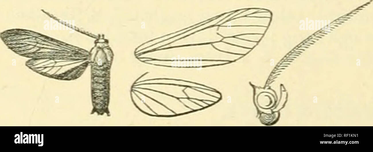 Capys hi-res stock photography and images - Alamy