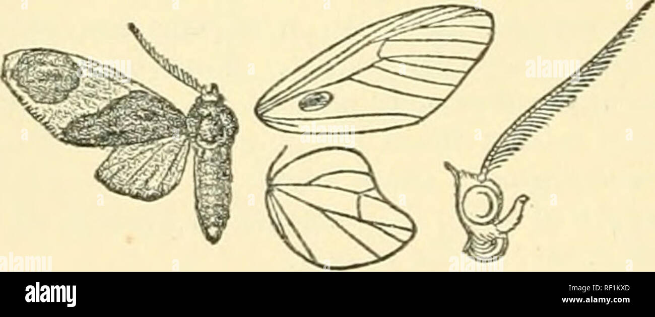. Catalogue of Lepidoptera Phalaenae in the British Museum. Moths. tips ...