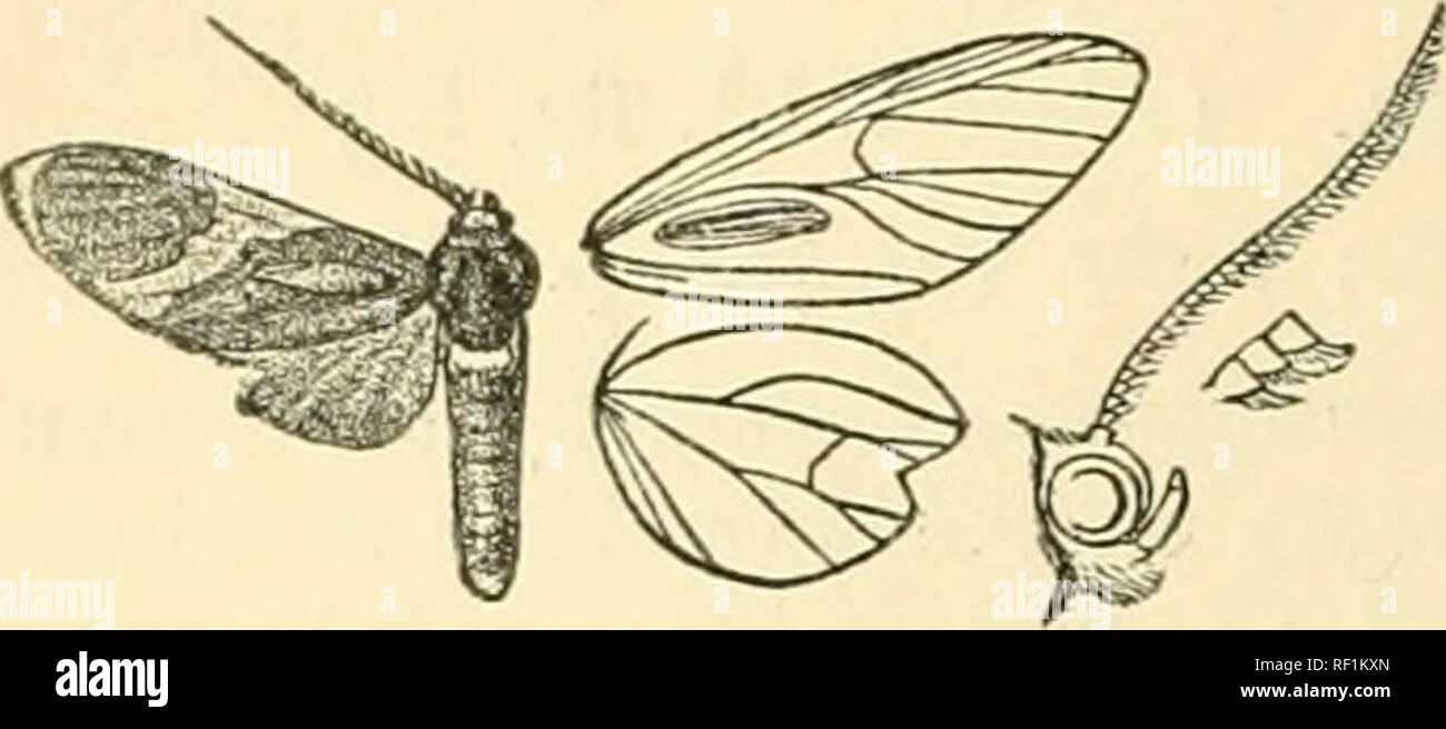 . Catalogue of Lepidoptera Phalaenae in the British Museum. Moths. 178 ...