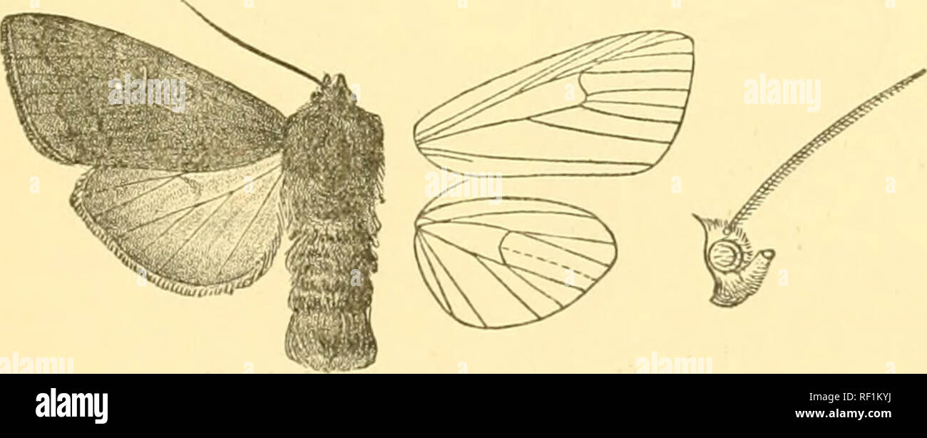 . Catalogue of the Lepidoptera Phalænæ in the British museum. Moths ...