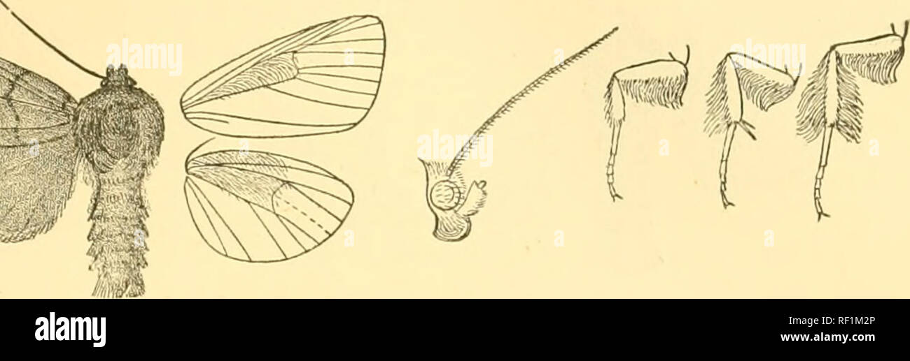 . Catalogue of the Lepidoptera Phalænæ in the British museum. Moths ...
