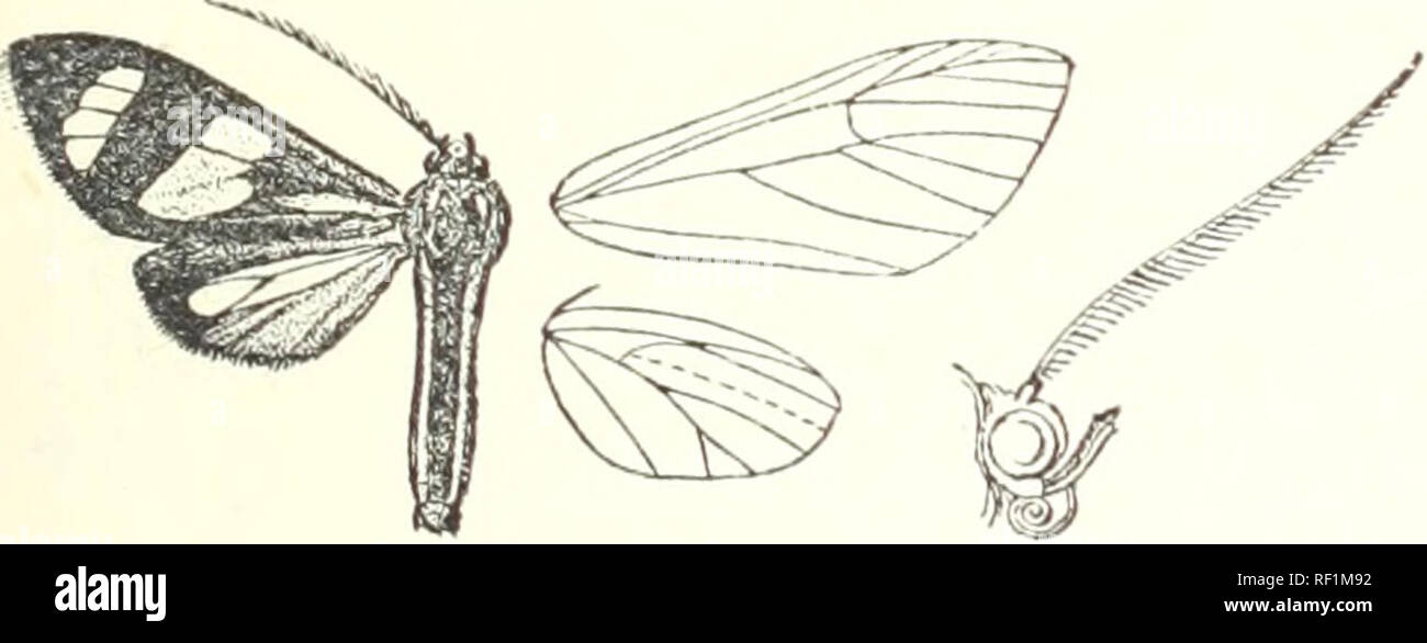 . Catalogue of the Lepidoptera Phalænæ in the British Museum. British ...