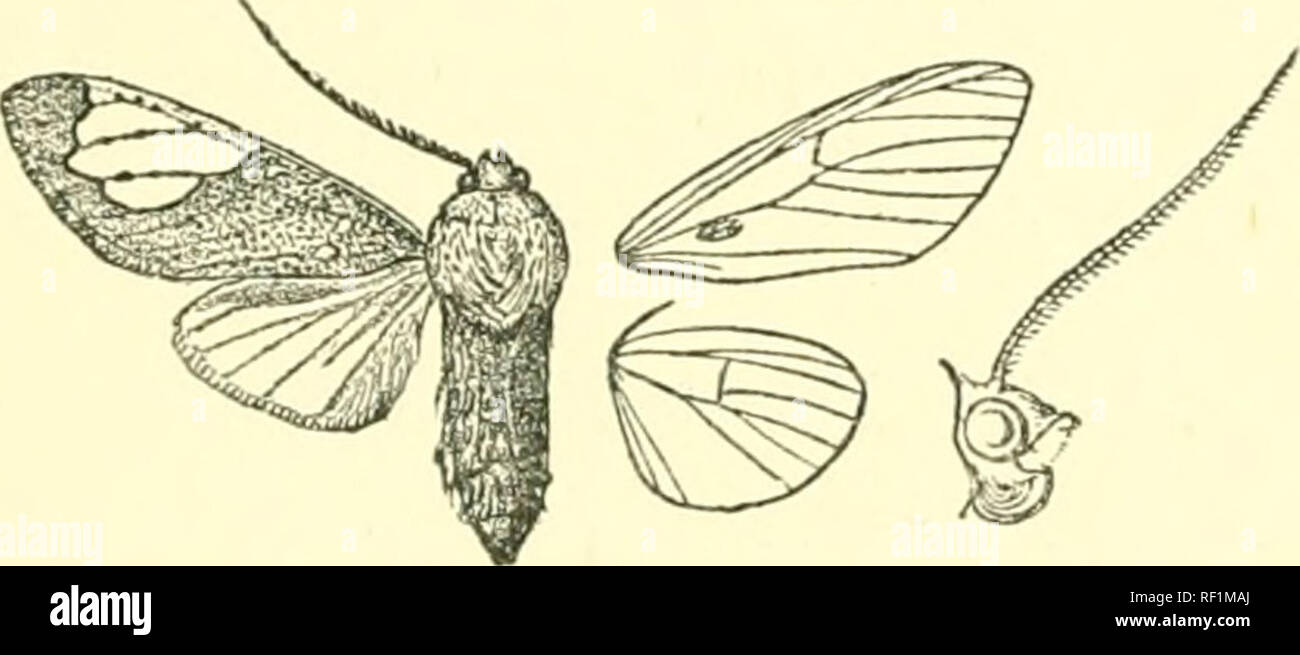 . Catalogue of Lepidoptera Phalaenae in the British Museum. Moths ...