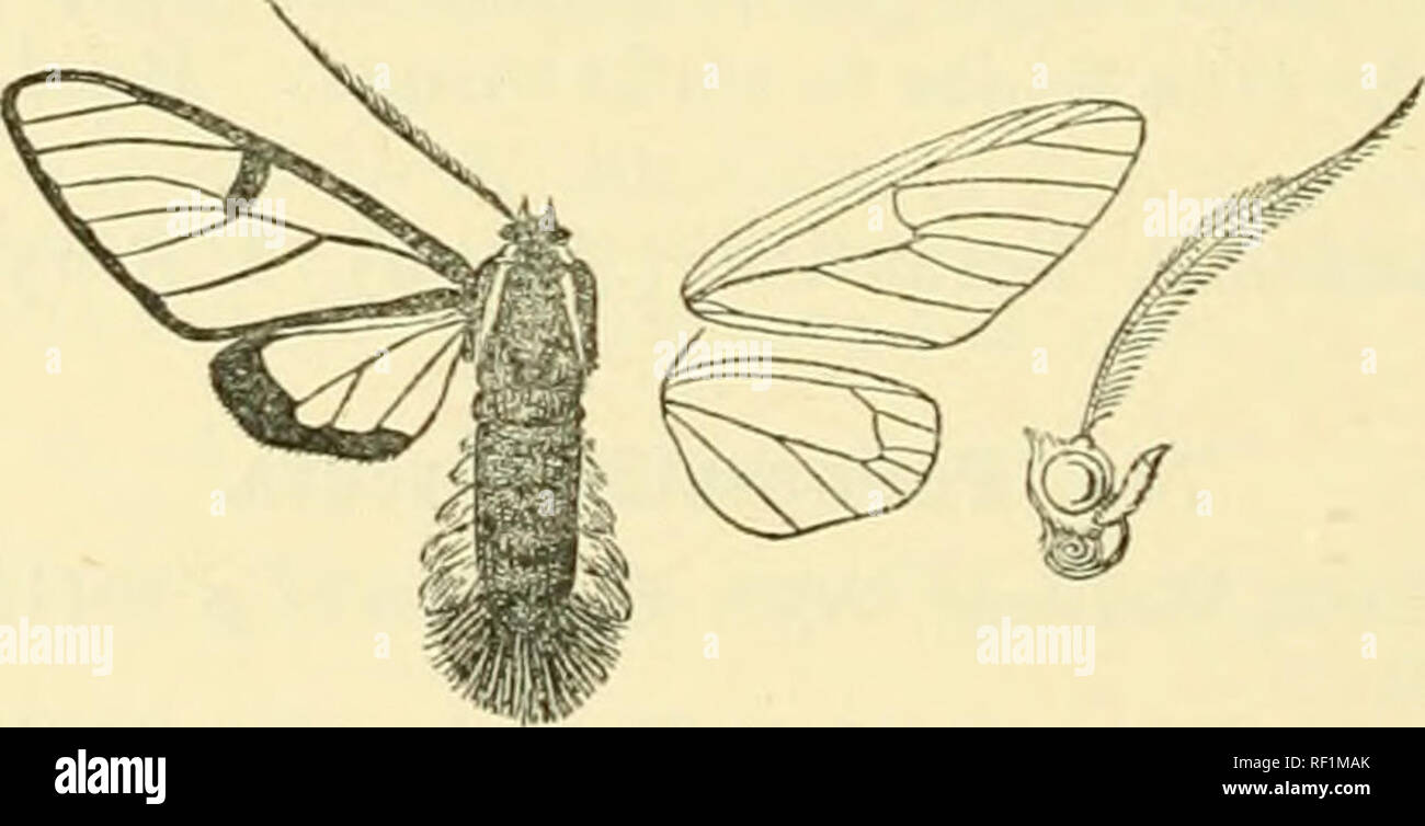 . Catalogue of Lepidoptera Phalaenae in the British Museum. Moths. 338 ...