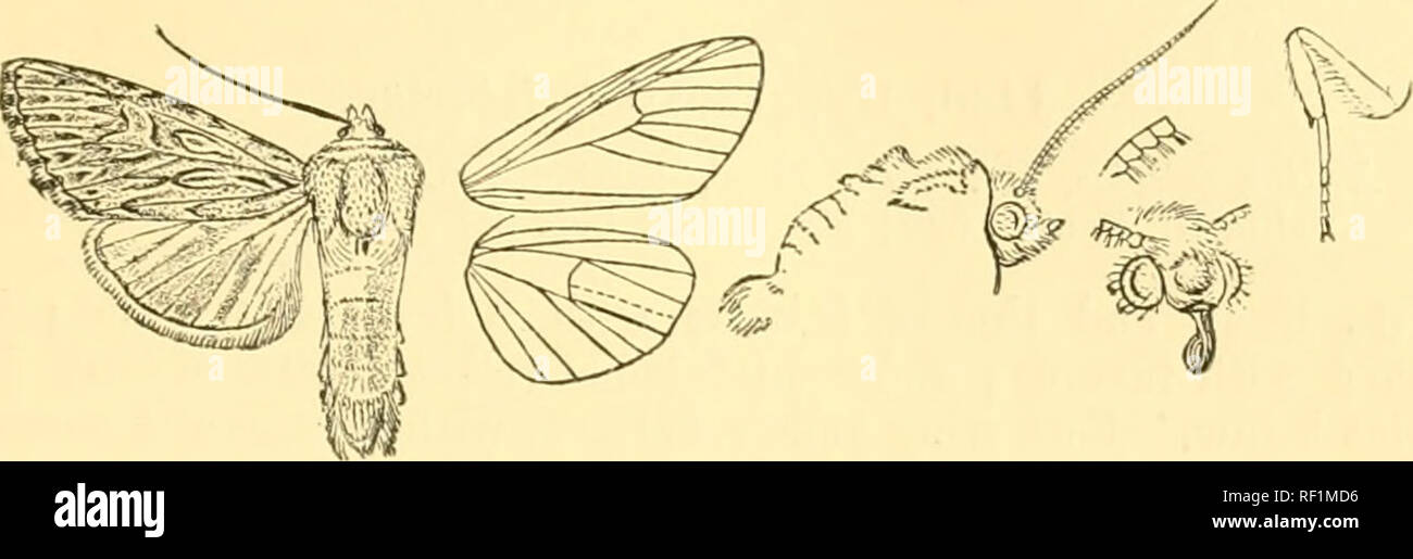 Thargelia High Resolution Stock Photography and Images - Alamy