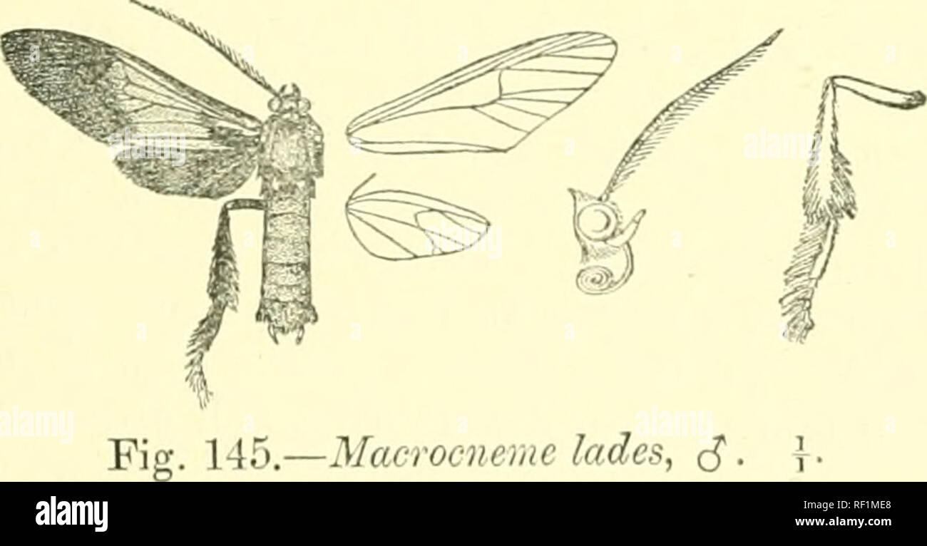 . Catalogue of Lepidoptera Phalaenae in the British Museum. Moths ...