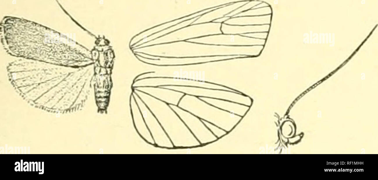 . Catalogue of Lepidoptera Phalaenae in the British Museum. Moths ...