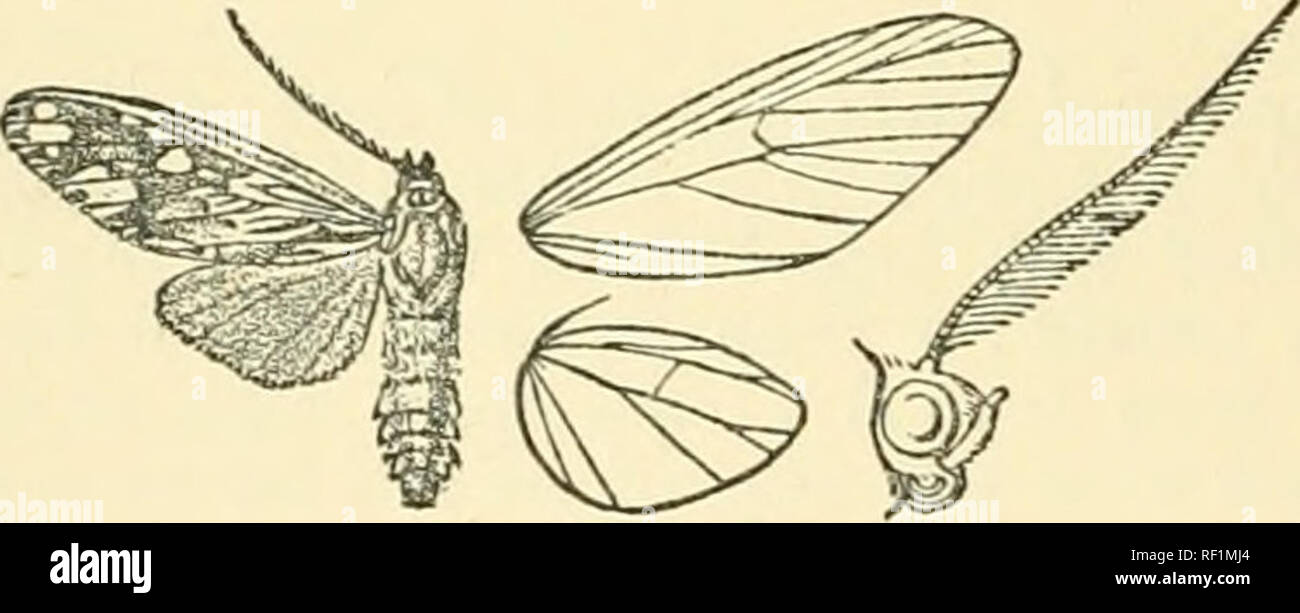 . Catalogue of Lepidoptera Phalaenae in the British Museum. Moths. 38 ...