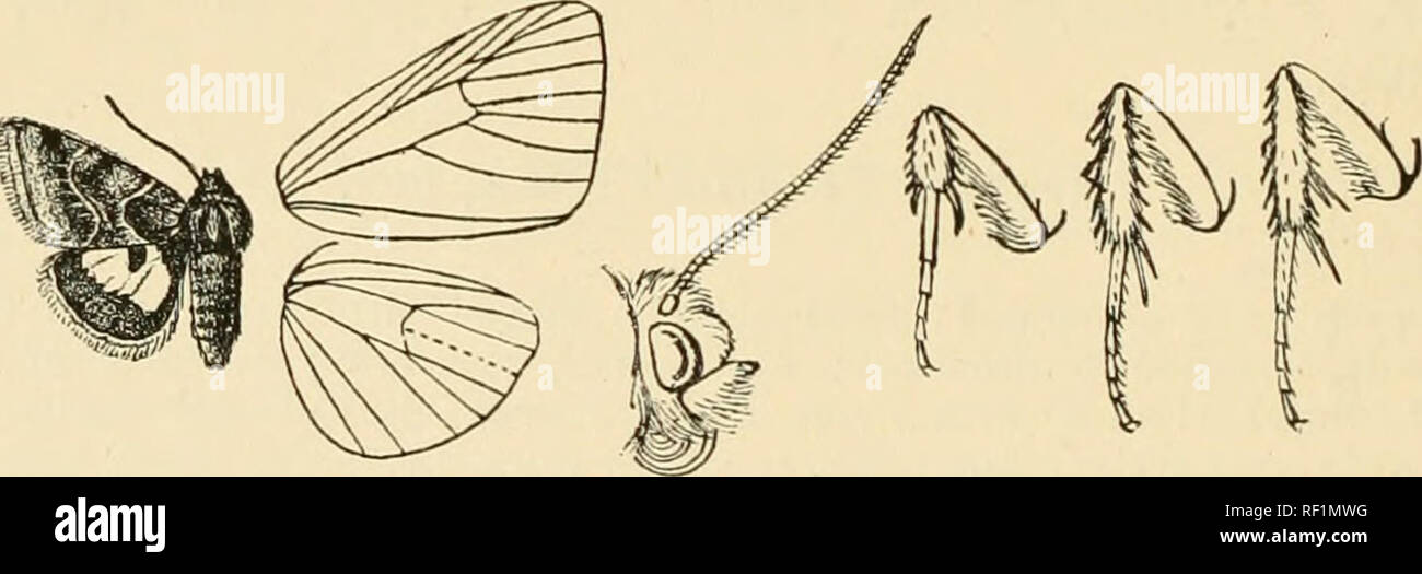 . Catalogue of Lepidoptera Phalaenae in the British Museum. Moths. 26 ...