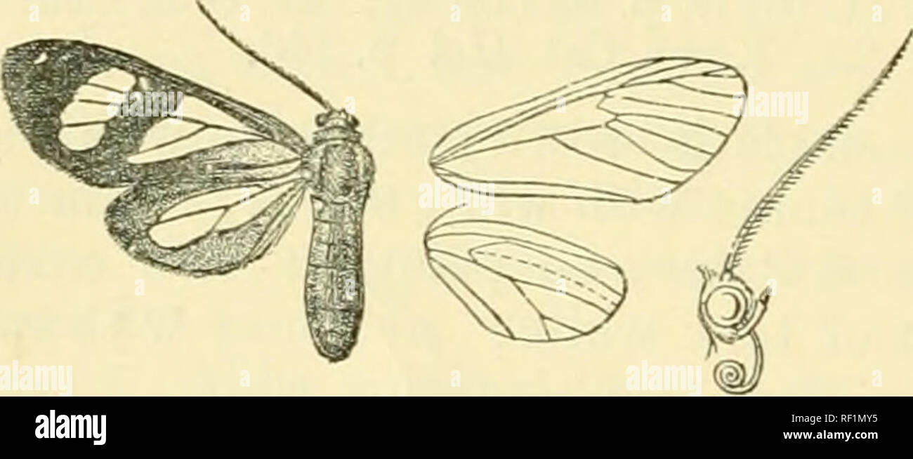 . Catalogue of Lepidoptera Phalaenae in the British Museum. Moths. 206 ...