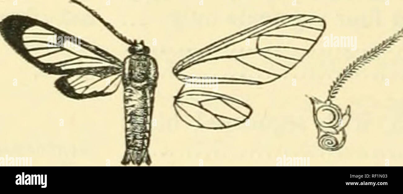Dycladia hi-res stock photography and images - Alamy
