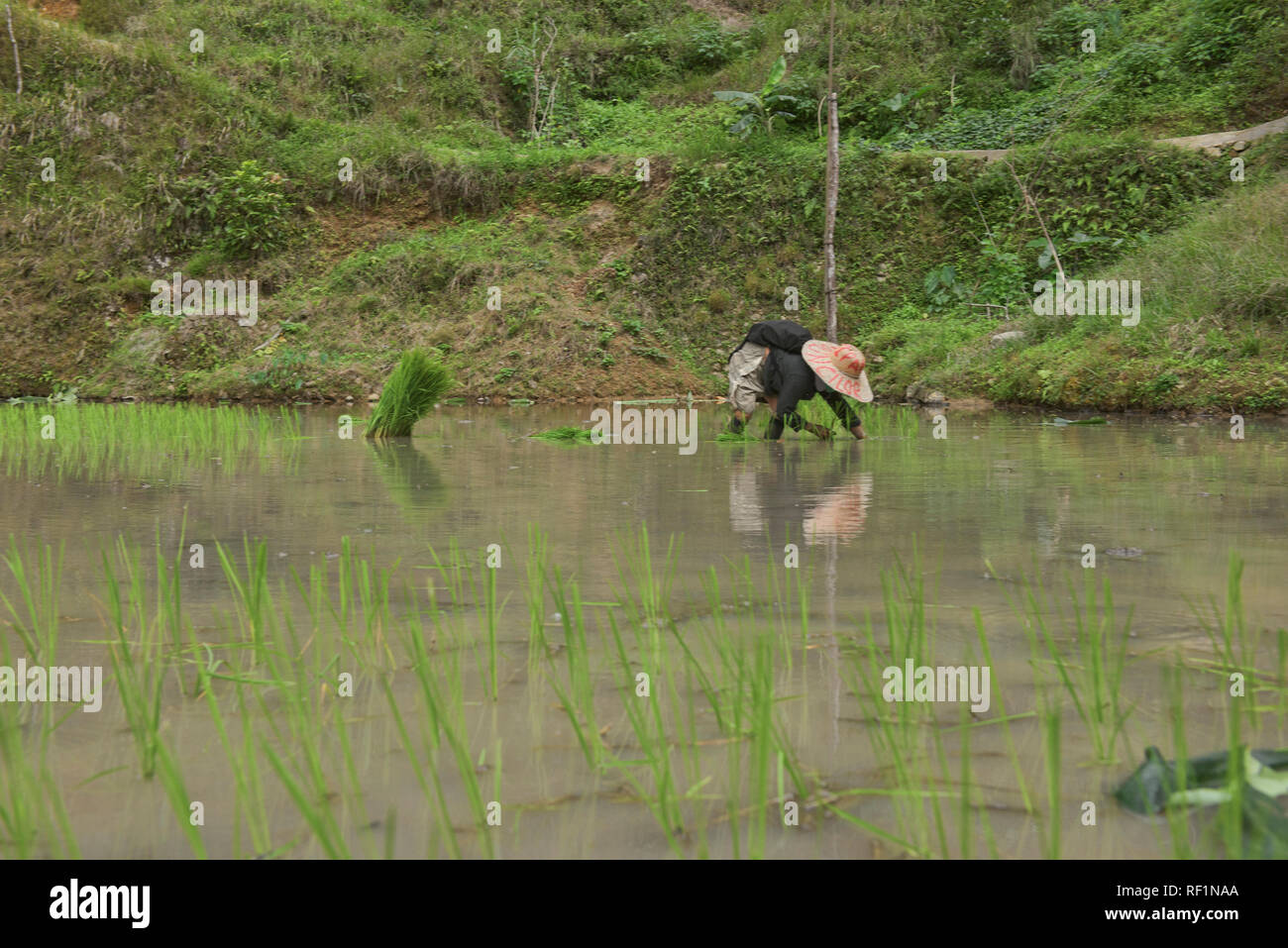 Filipinos planting rice hi-res stock photography and images - Alamy