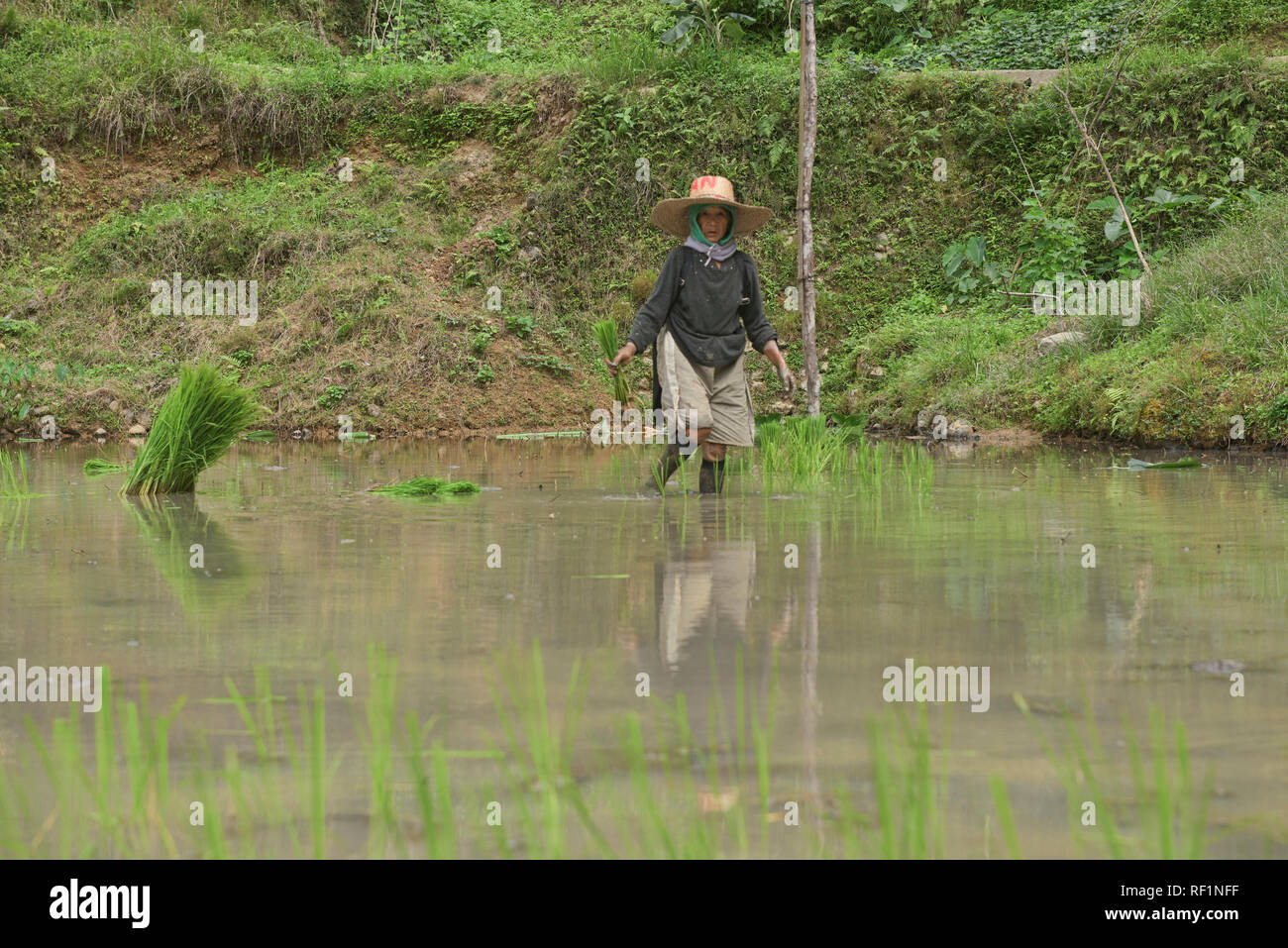 Planting rice in Hapao, Banaue, Mountain Province, Philippines Stock ...