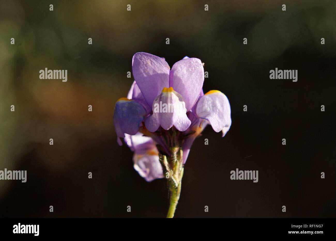 Linaria clementei hi-res stock photography and images - Alamy