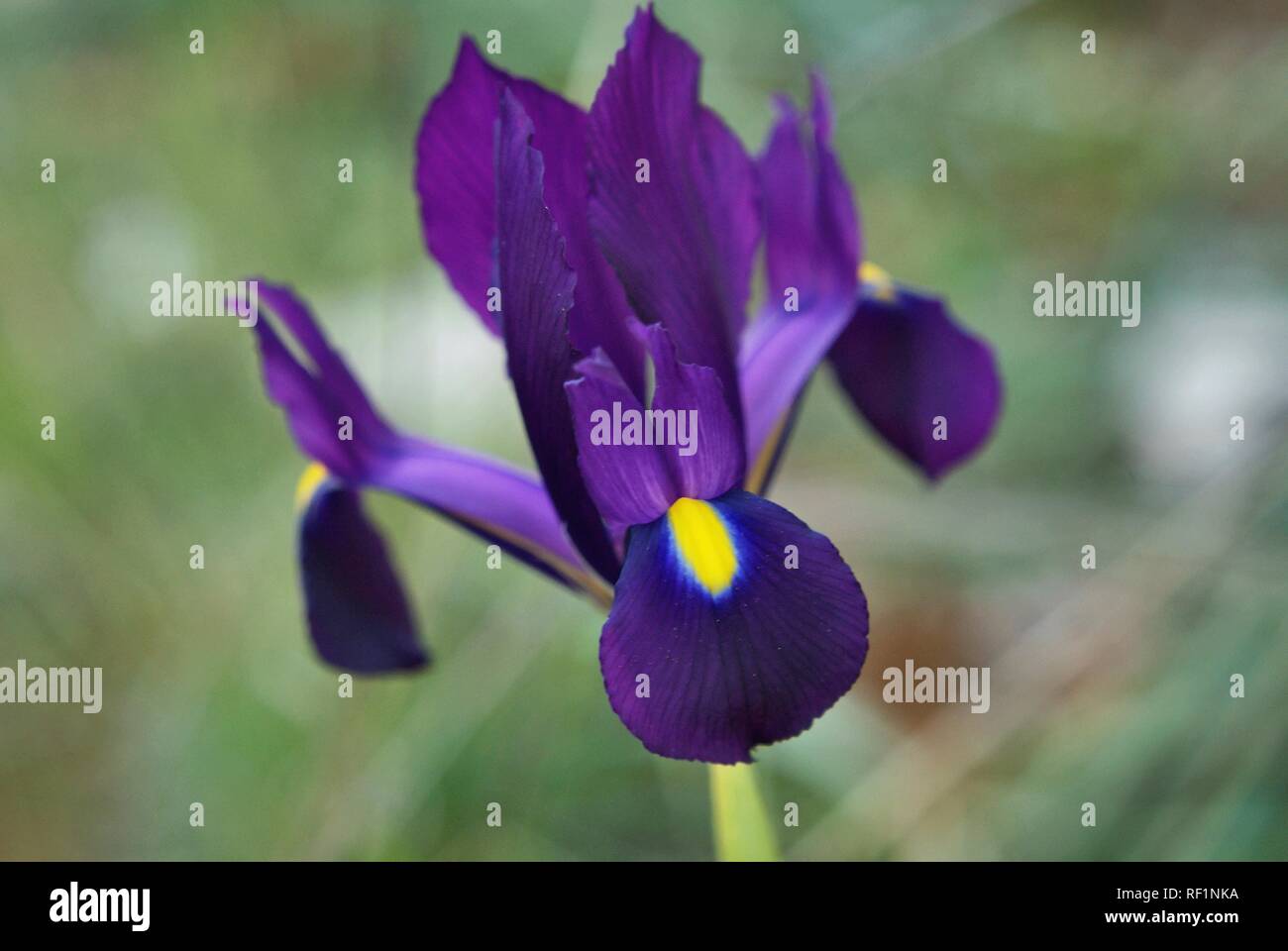 Iris filifolia hi-res stock photography and images - Alamy