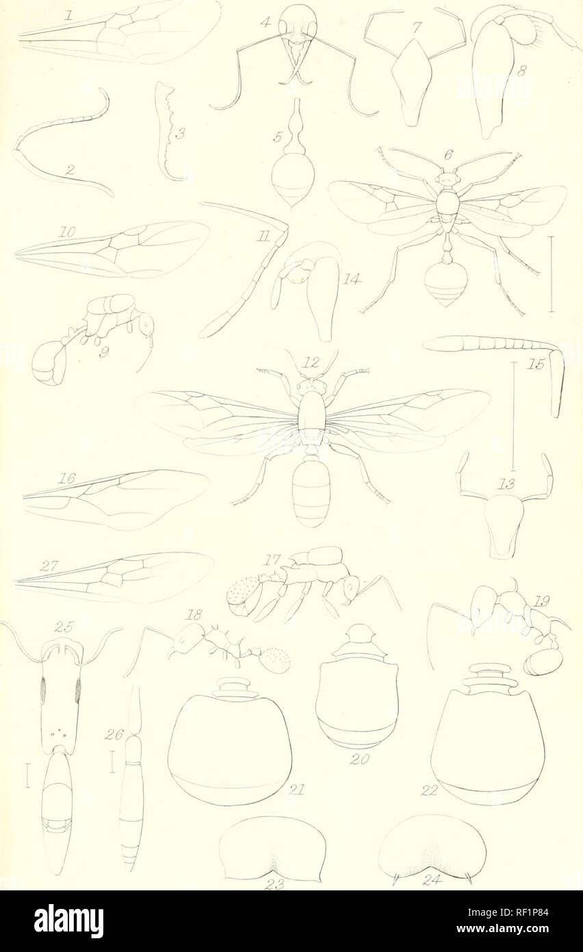 . Catalogue of hymenopterous insects in the collection of the British ...