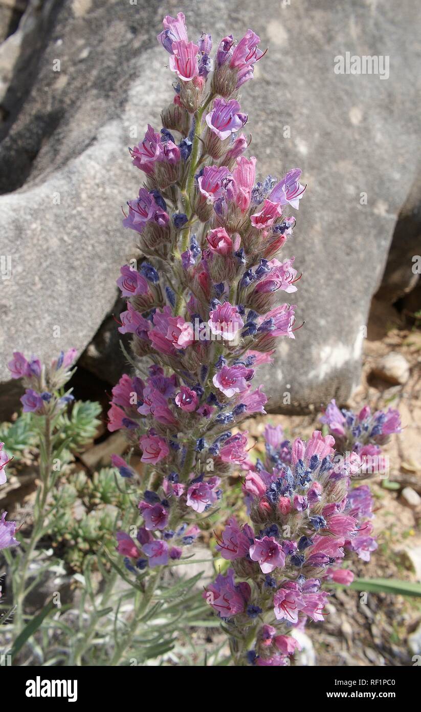 Echium albicans hi-res stock photography and images - Alamy