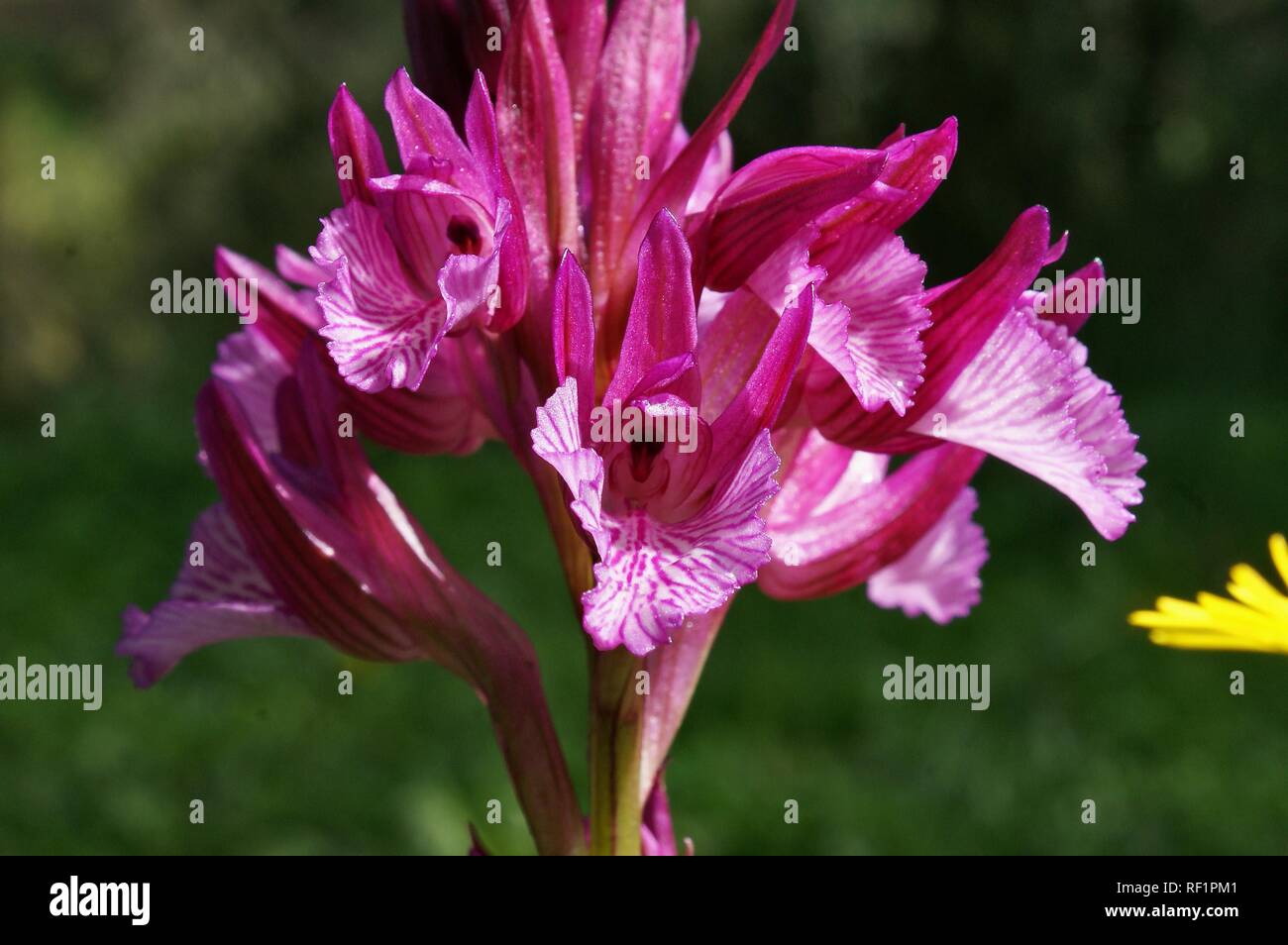 Papilionacea hi-res stock photography and images - Alamy