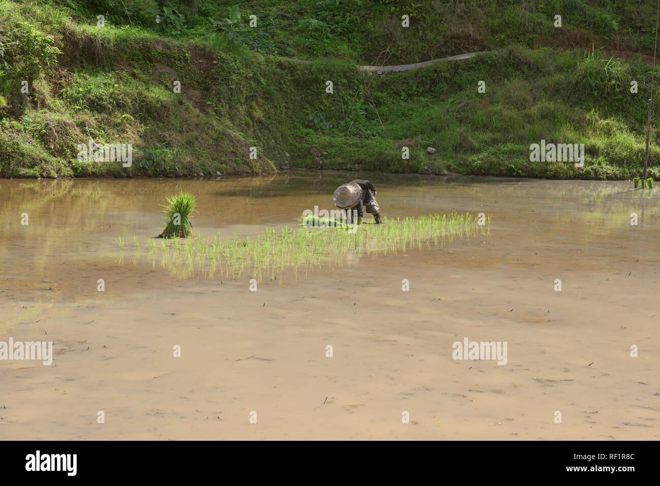 Planting rice in the philippines hi-res stock photography and images ...