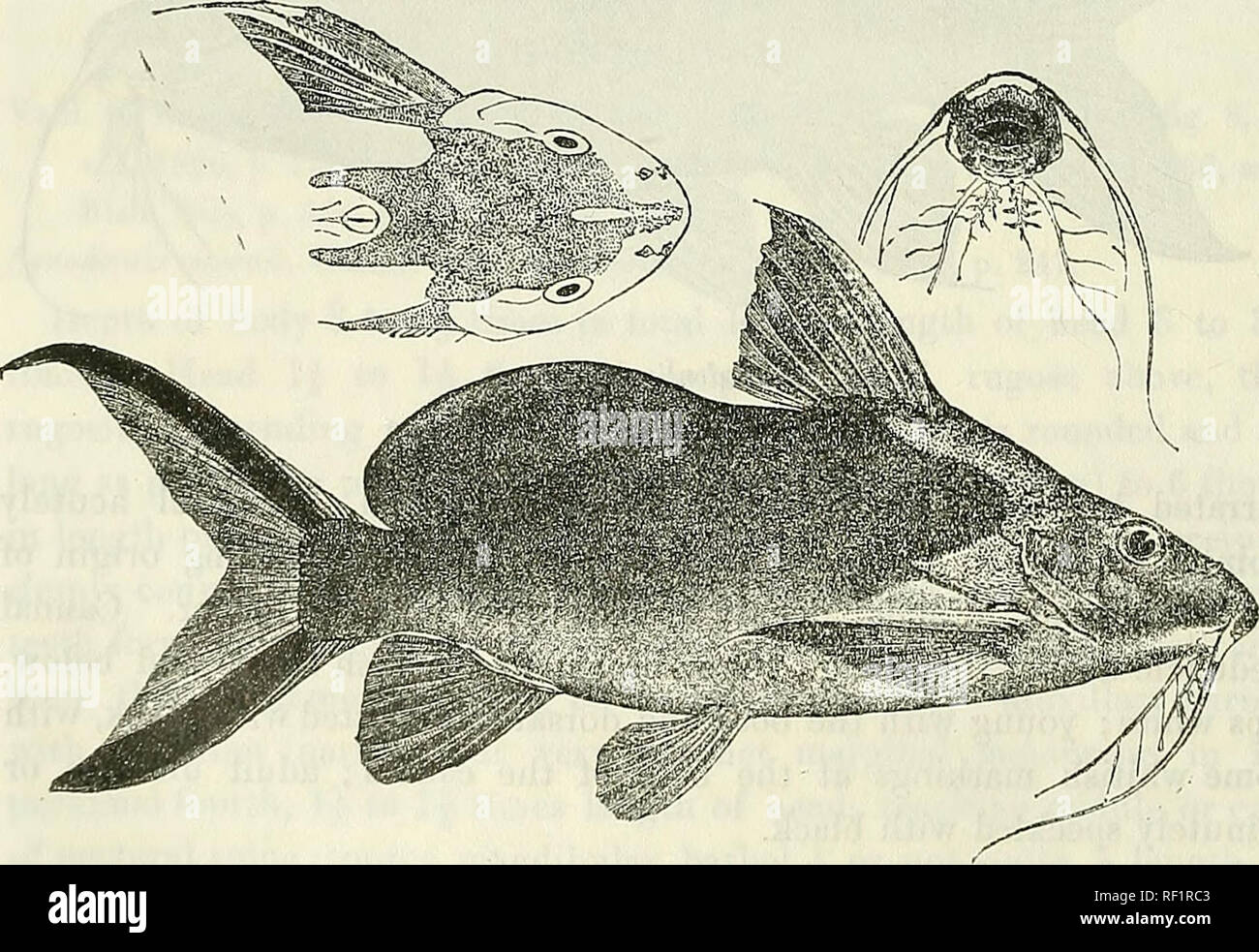 Zeraf hi-res stock photography and images - Alamy