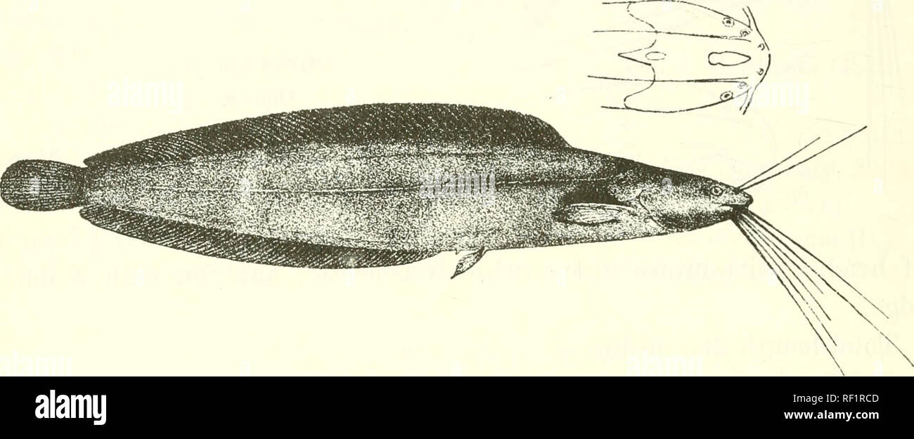 Maxillary barbel hi-res stock photography and images - Alamy