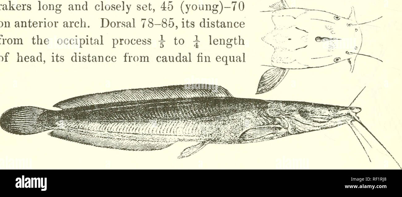 . Catalogue of the fresh-water fishes of Africa in the British Museum ...