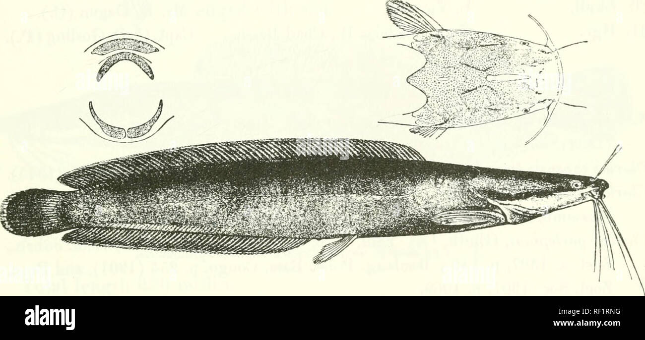 Maxillary barbel hi-res stock photography and images - Alamy
