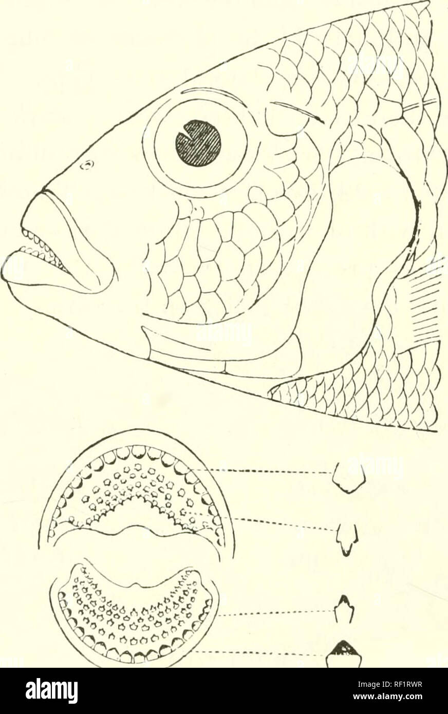 . Catalogue of the fresh-water fishes of Africa in the British Museum ...
