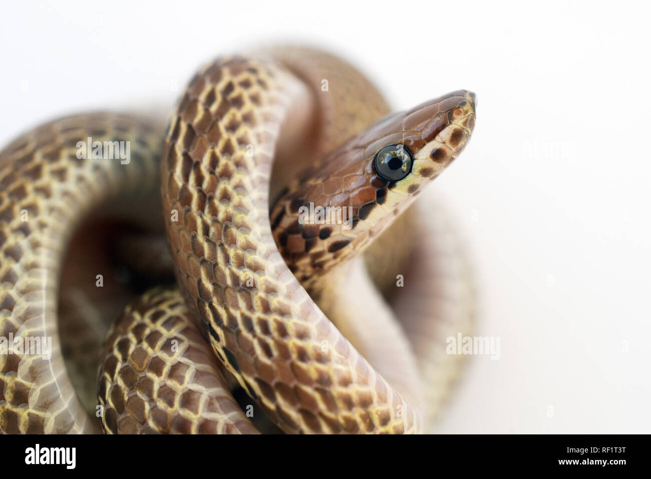 Common wolf snake - Lycodon aulicus Stock Photo - Alamy