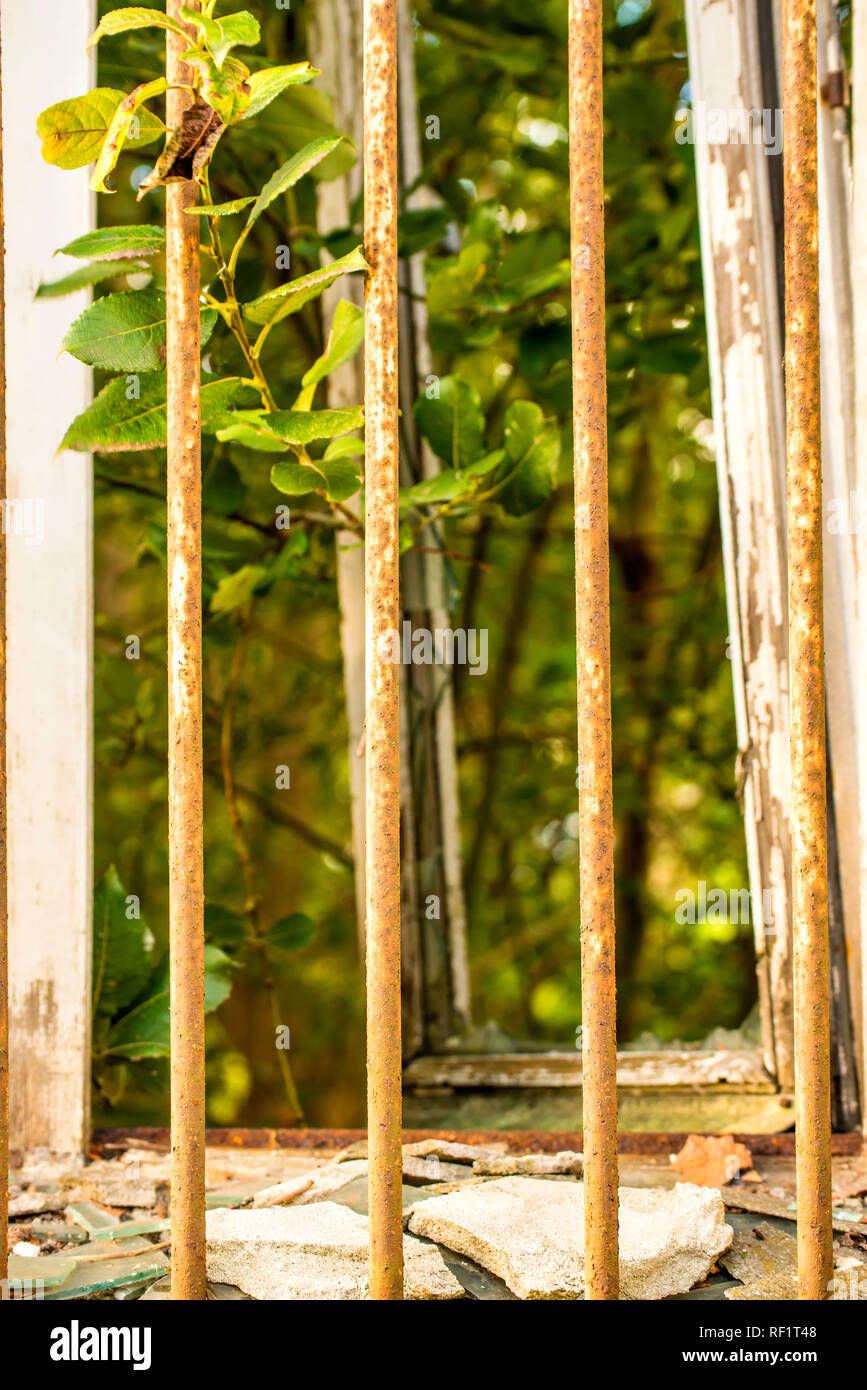 broken old window with grid and view to green Stock Photo - Alamy