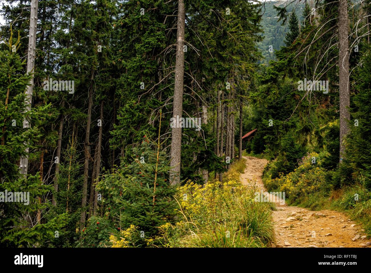 Mountain route running through the forest. Trail in the forest. Hiking ...