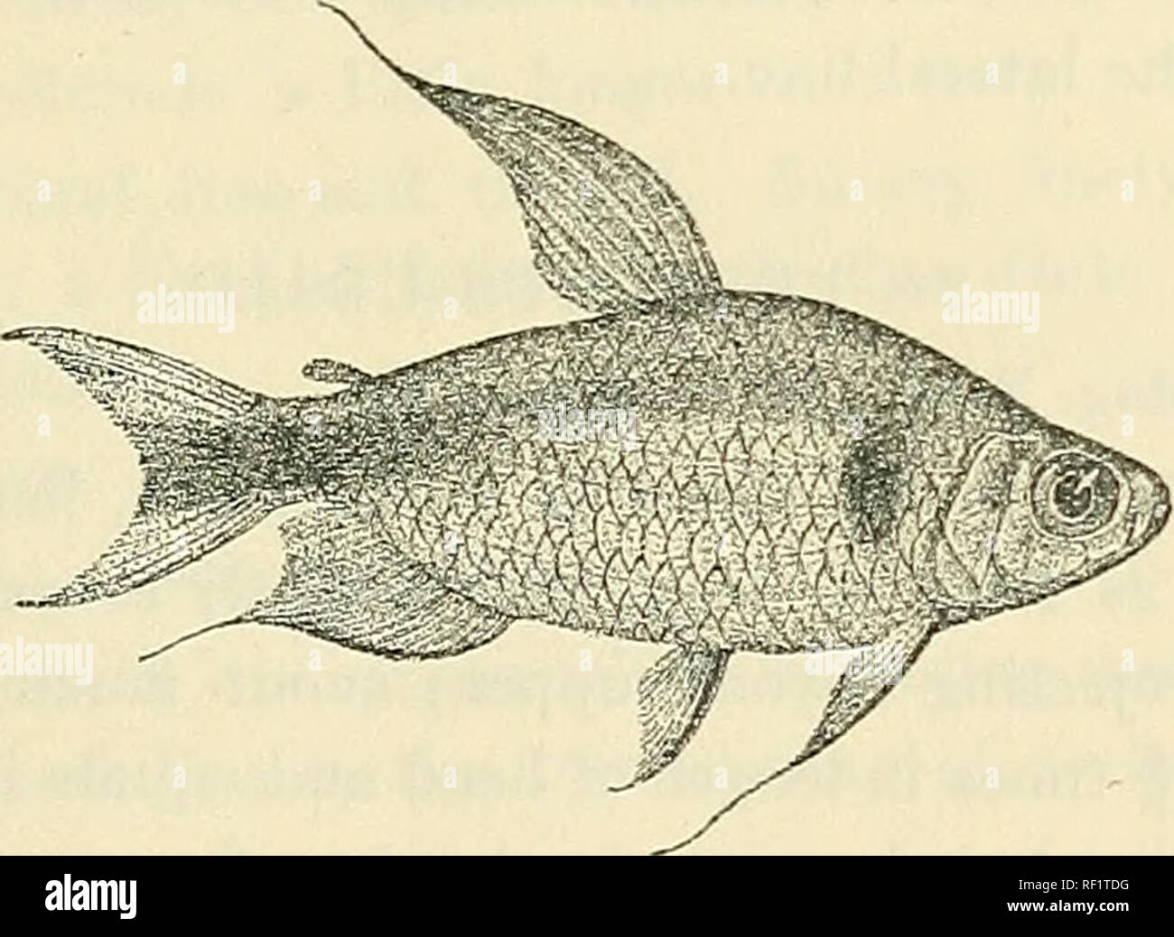 Xiphias Gladius Linnaeus 1758 Species India Biodiversity Portal