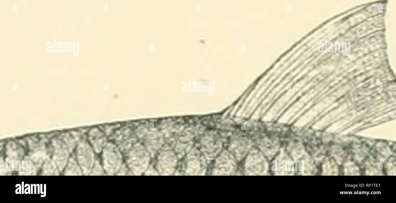 . Catalogue of the fresh-water fishes of Africa in the British Museum ...